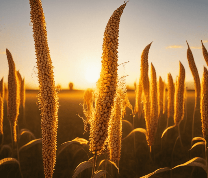Ancient Millets: Health Benefits & Types - Pearl, Finger, Foxtail, Kodo ...